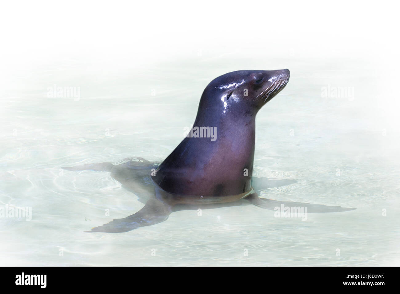 Seehund hi-res stock photography and images - Alamy