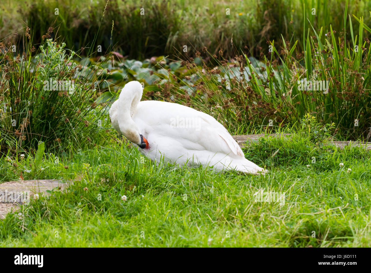 swan on shoreline - Llanelli, Wales, Great Britain, UK, Europe Stock ...