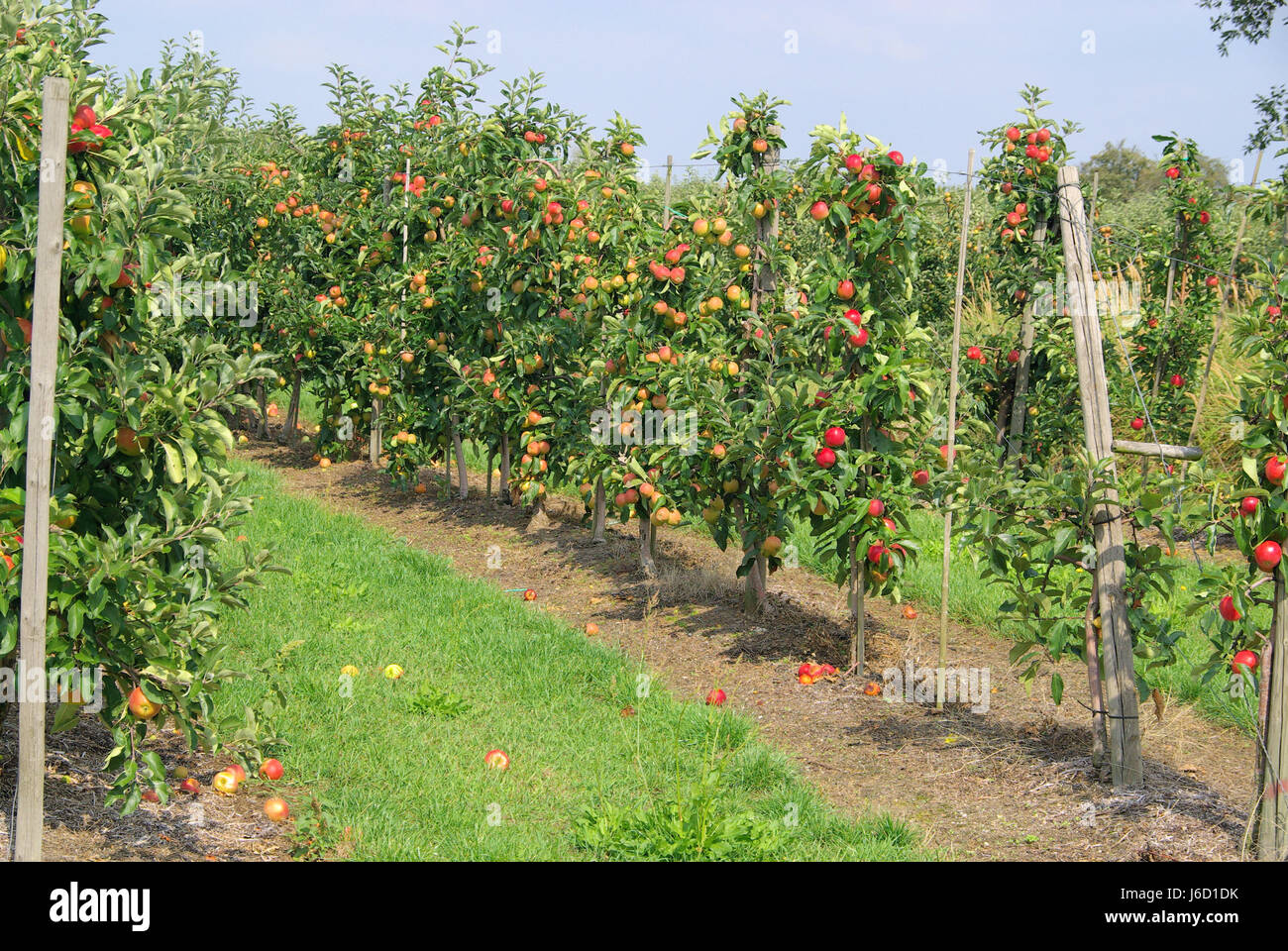apple on the tree - apple on tree 76 Stock Photo - Alamy