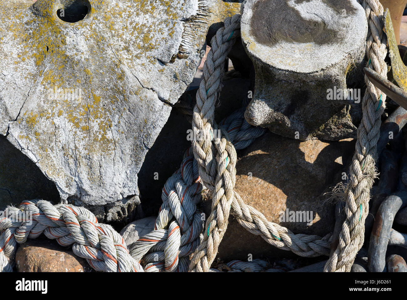 Whale vertebrae and rope Stock Photo - Alamy