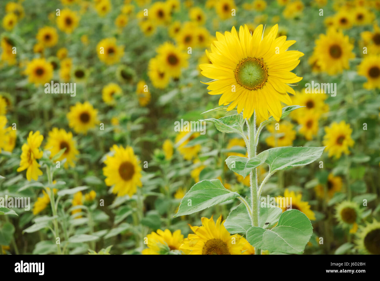 summer summerly flower sunflower plant petals petal lower yellow floral ...