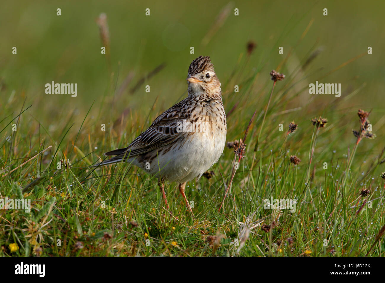 Eurasian Skylark, Alauda arvensis, small passerine bird of grassland ...