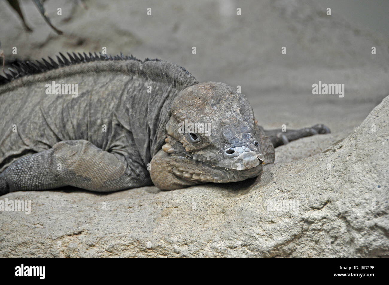 Varanus caudolineatus hi-res stock photography and images - Alamy