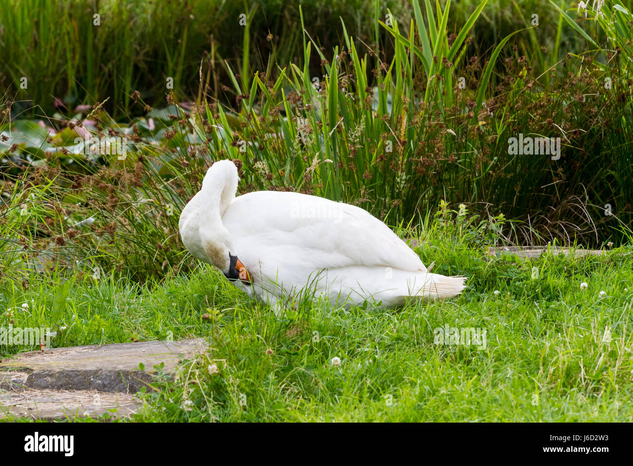 swan on shoreline - Llanelli, Wales, Great Britain, UK, Europe Stock ...