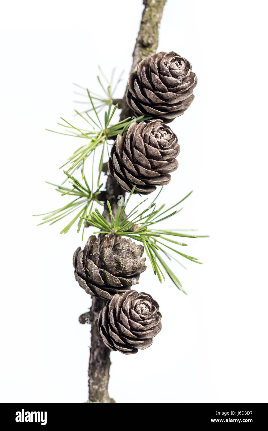 Larch cone winter not snow Cut Out Stock Images & Pictures - Alamy