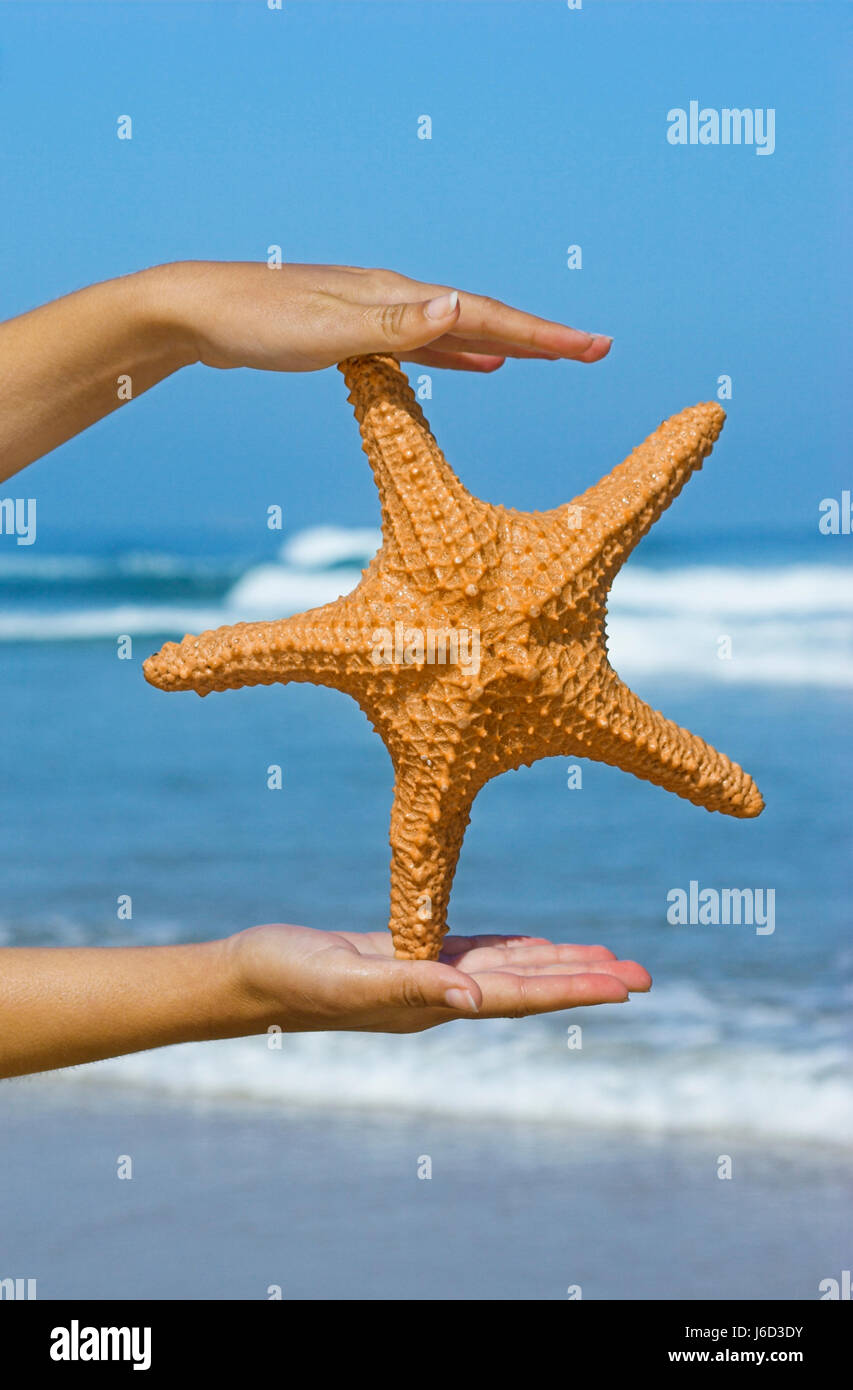 Human hands holding starfish hi-res stock photography and images - Alamy