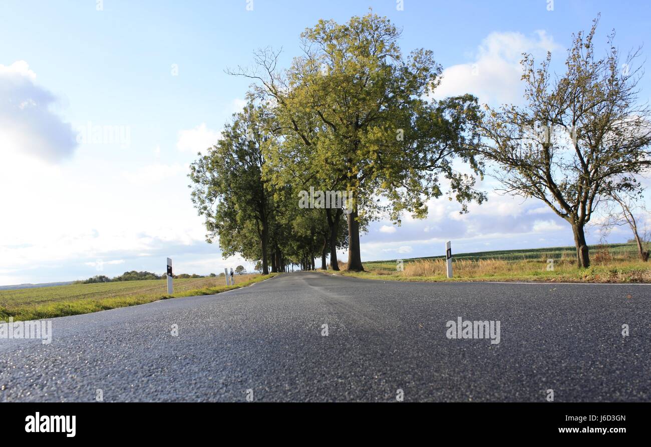 tree avenue tar path way scenery countryside nature travel tree trees ...