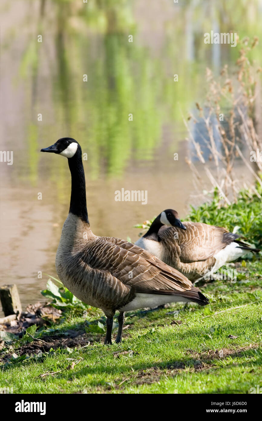 animal bird animals birds geese goose park animal bird wild animals ...