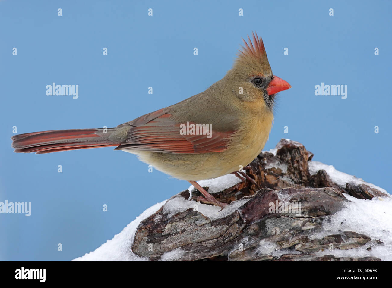 tree winter bird wild snow coke cocaine material drug anaesthetic ...