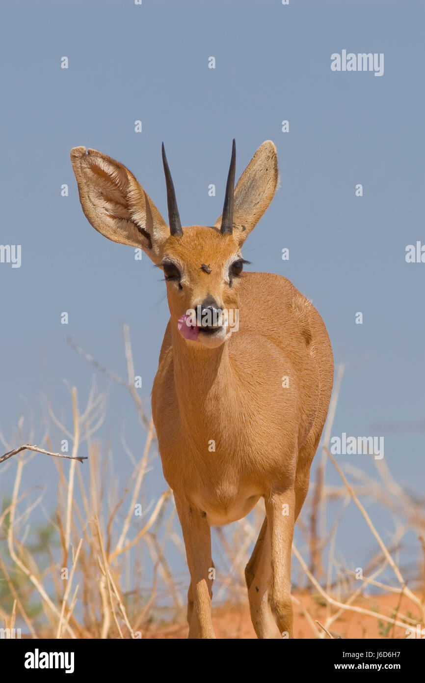mammal buck mammals wildlife antelope legs game tournament play playing ...