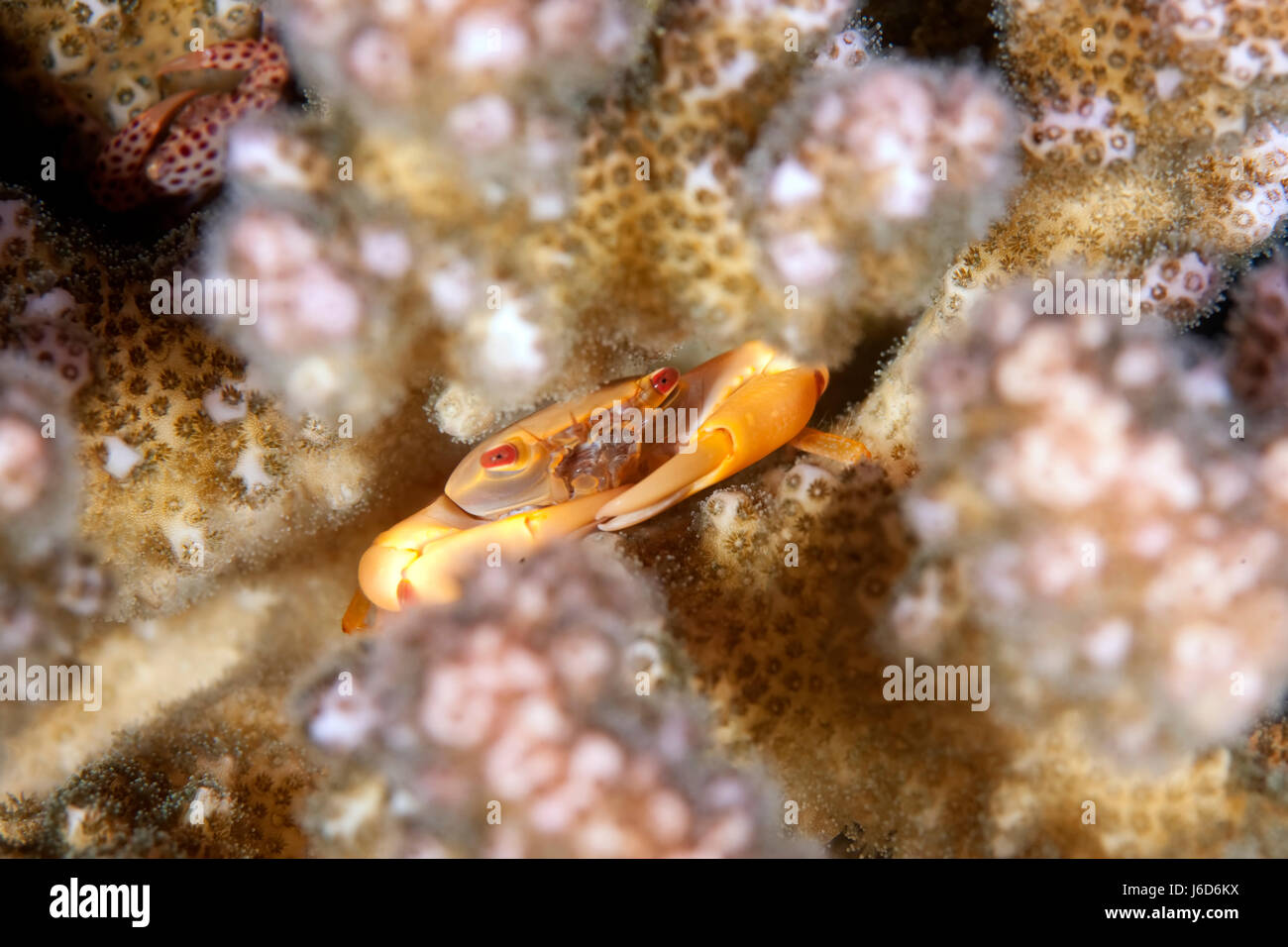 blue shine shines bright lucent light serene luminous animal fish ...