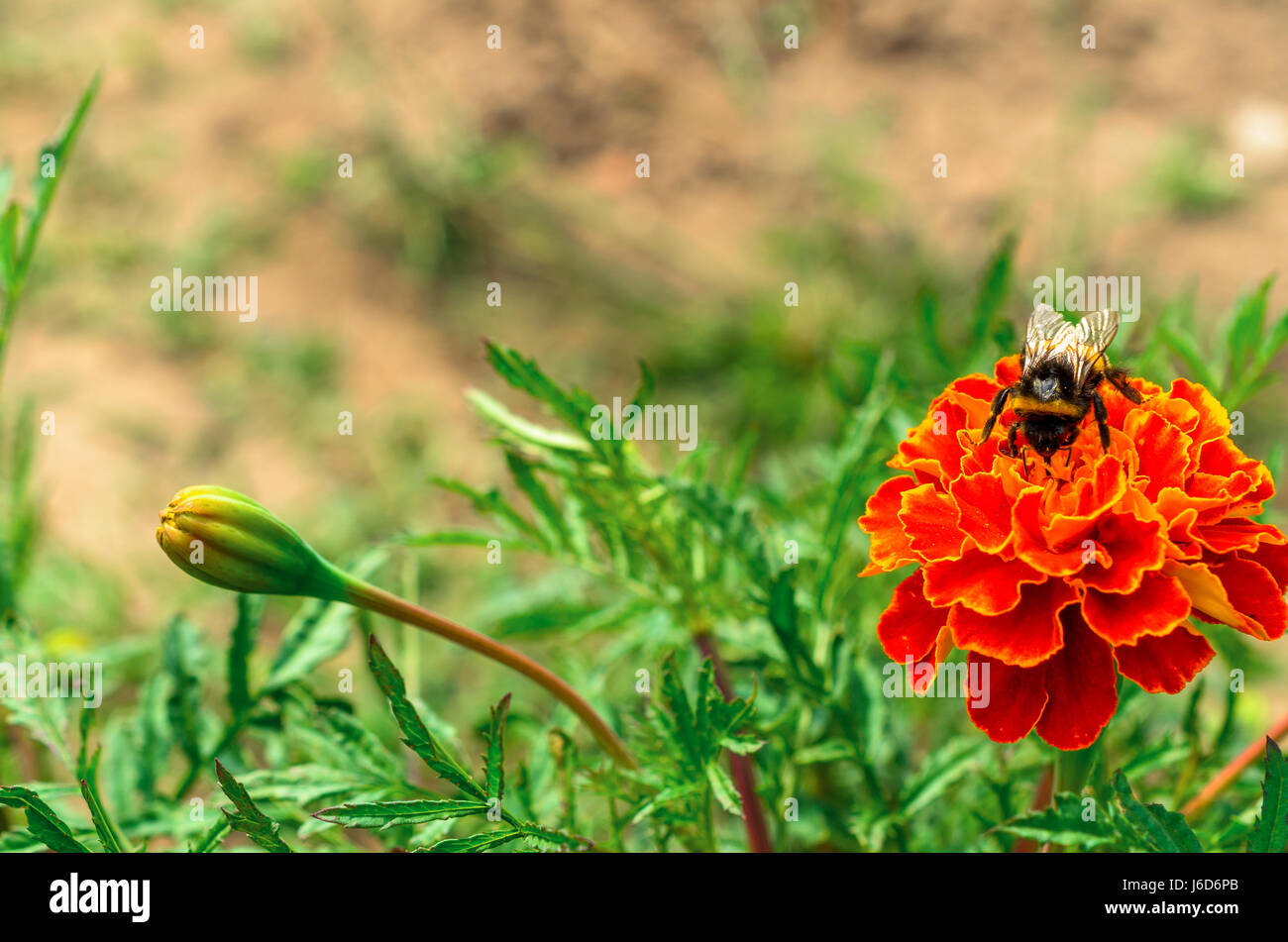 Bumble bee on a bright flower collecting nectar. Lonely insect labor ...