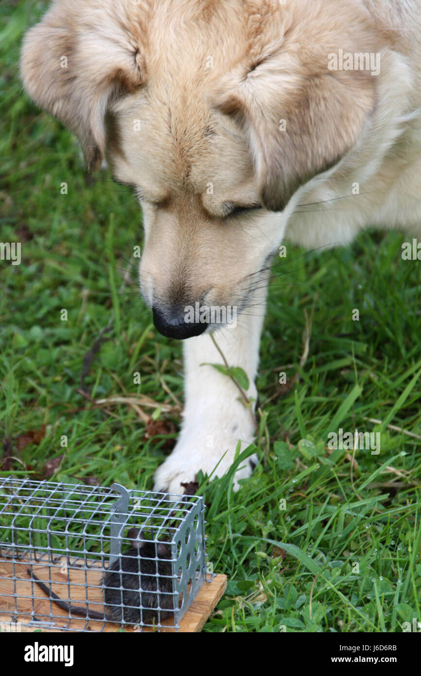 Unfortunate Mouse Cool Dog Kicker Curious Mouse Blue|All For Paws