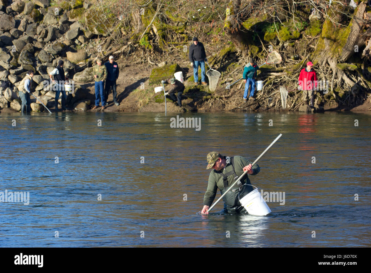 Smelting on the Sandy River, Sandy River Delta, Mt Hood National Forest ...