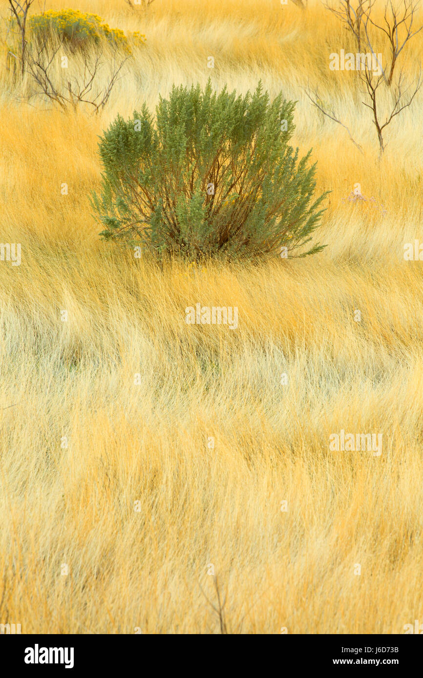 Sage grass hi-res stock photography and images - Alamy