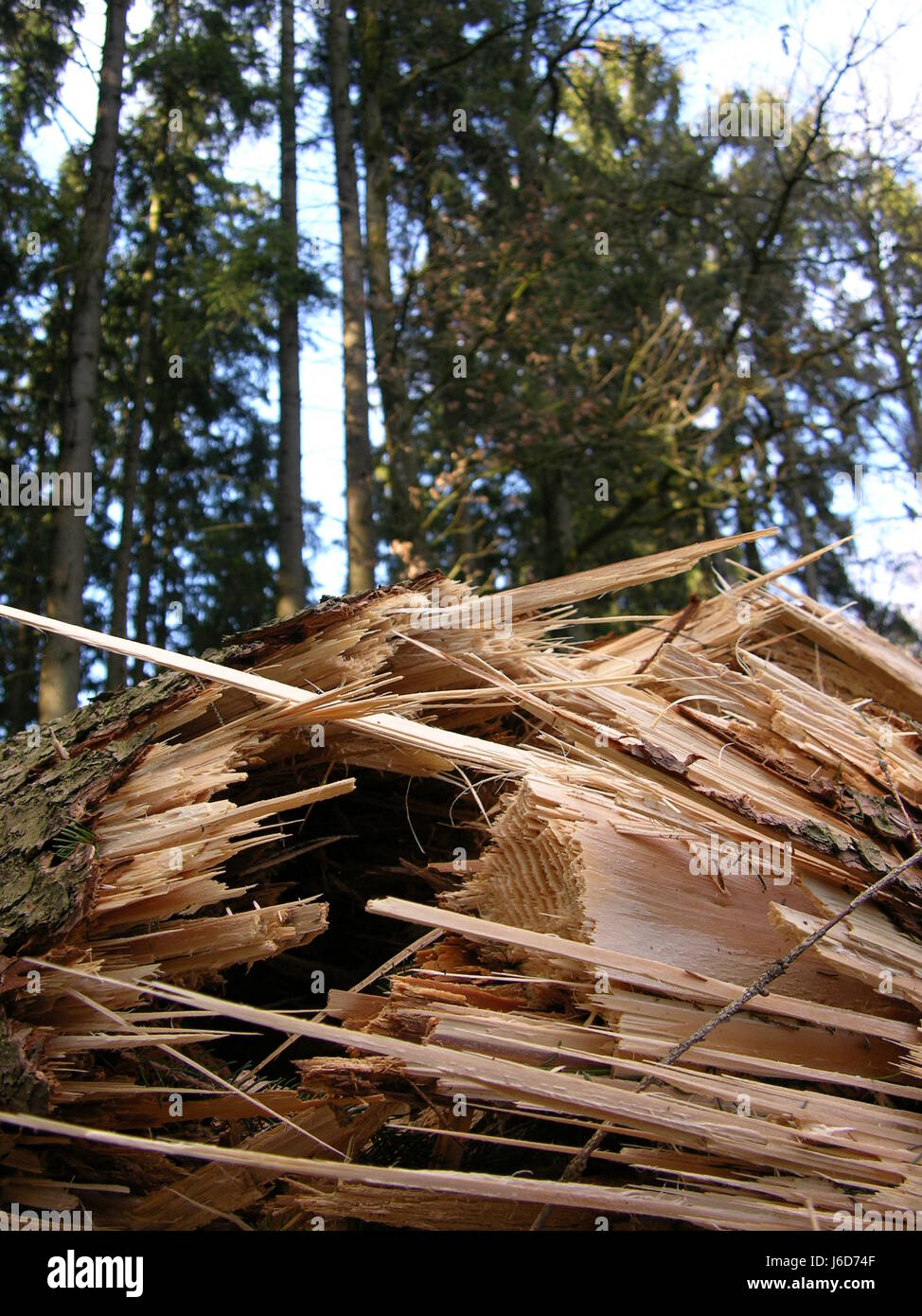 tree wood splinter damage damages detriments breaking fracture breakage ...