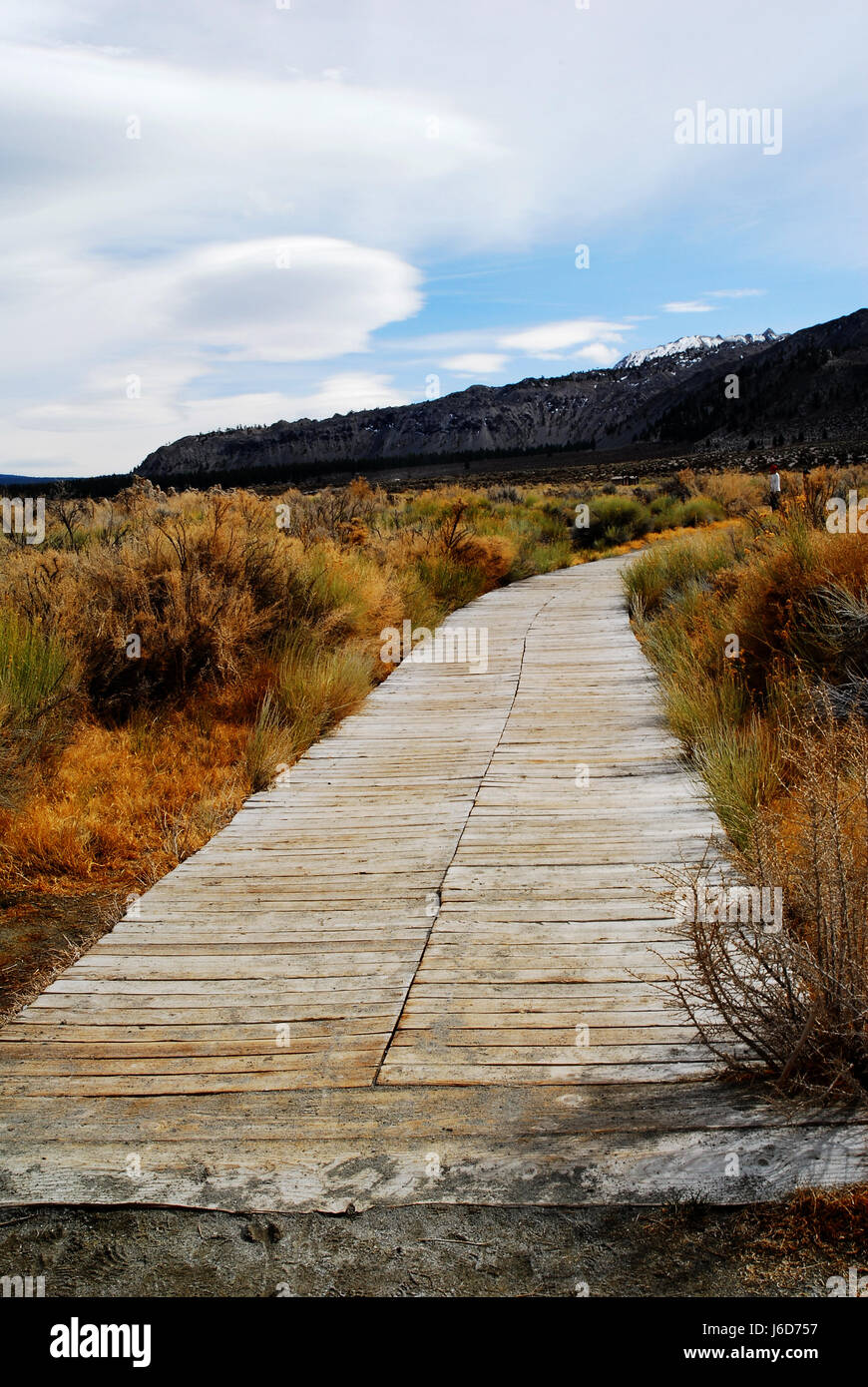 wood walkway shrubs grassy path way meadow grass lawn green travel ...