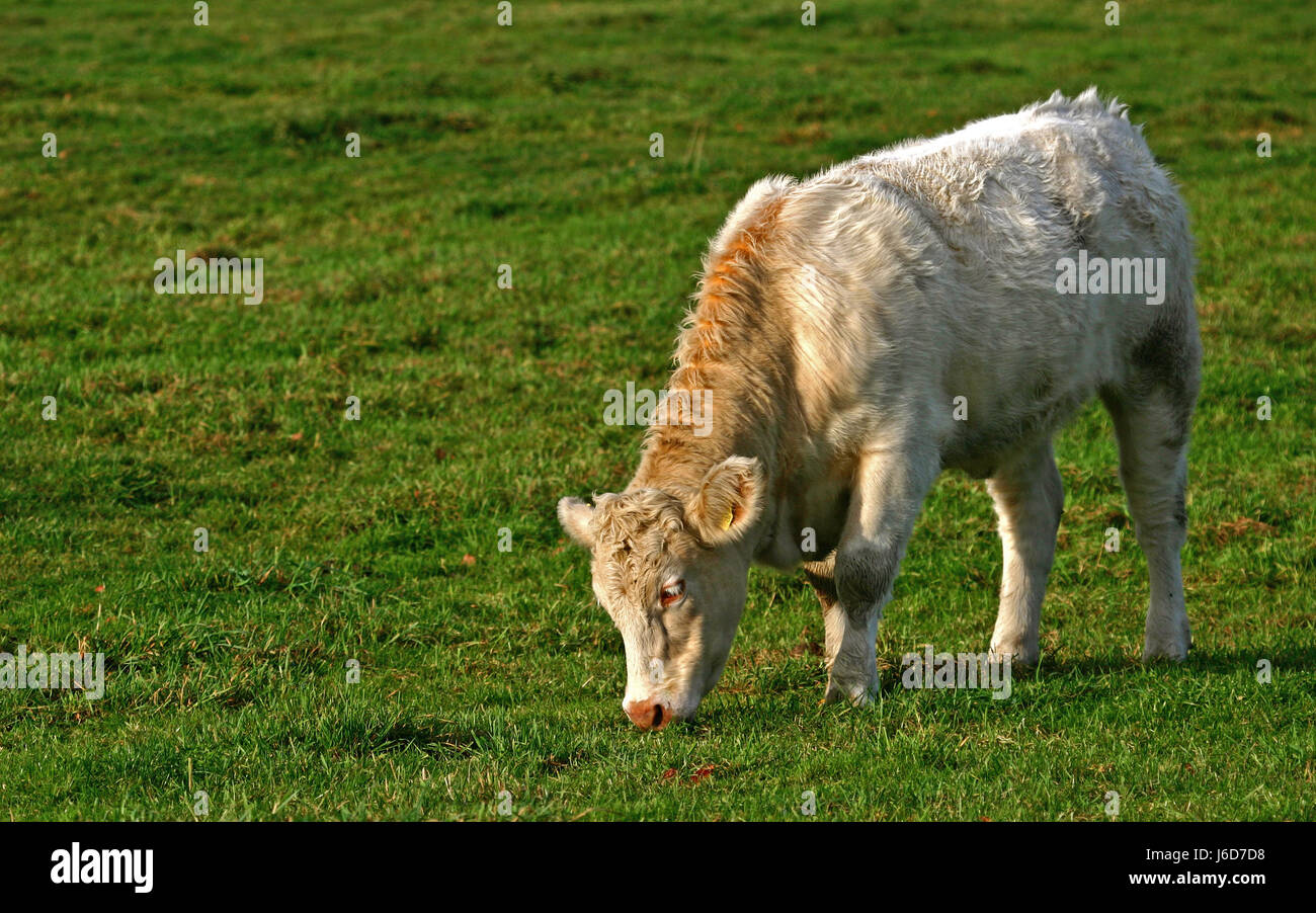 animal agriculture farming alp cow farm animal ruminant willow animal ...