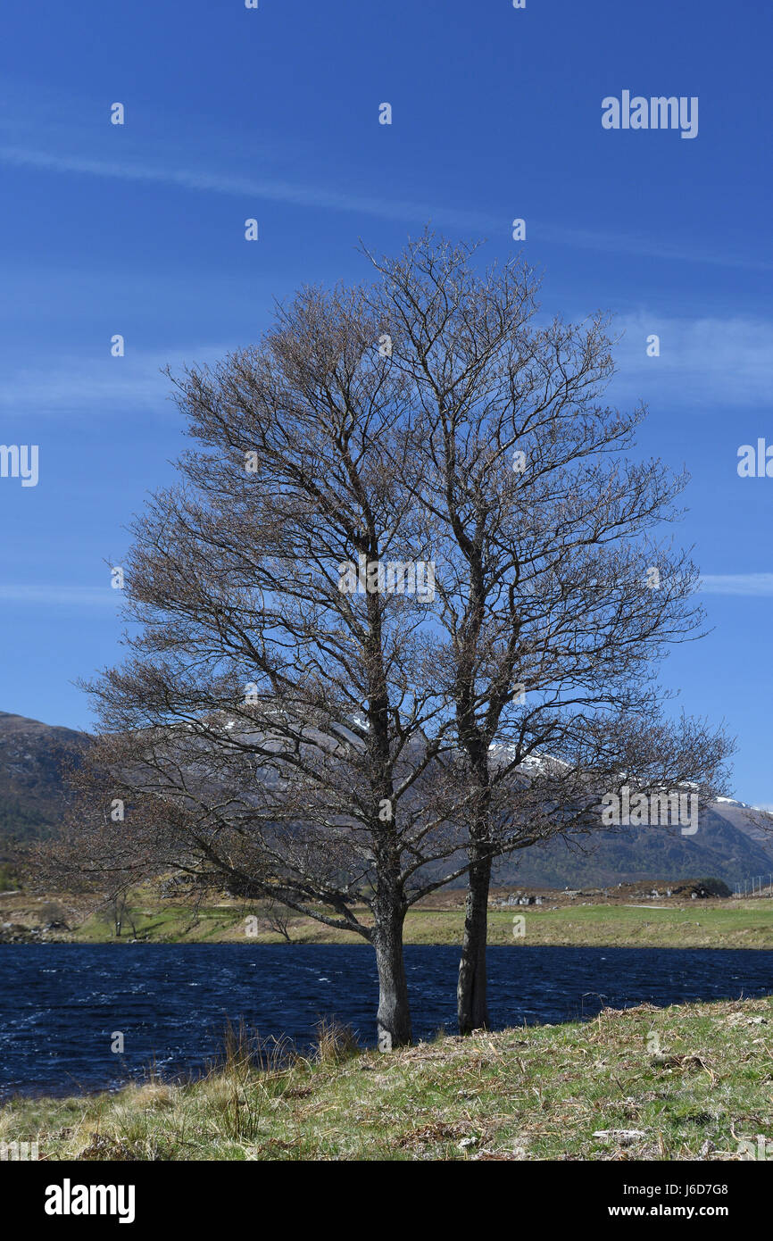 alder;alnus glutinosa;common;tree;riparian;glen cannich;highlands ...
