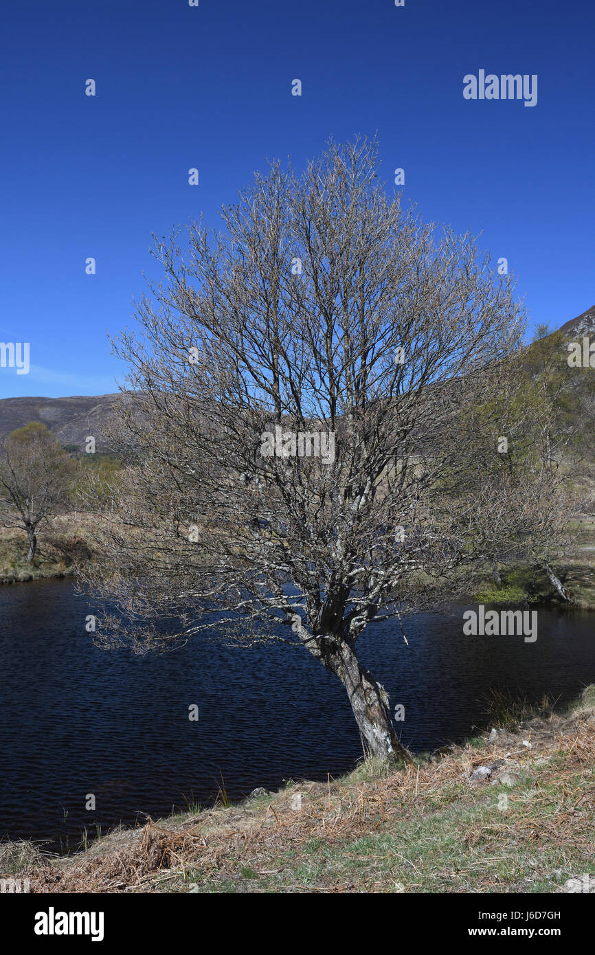 alder;alnus glutinosa;common;tree;riparian;glen cannich;highlands ...