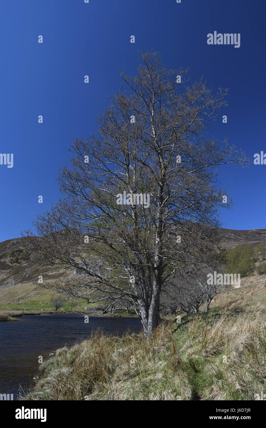 Alder glen hi-res stock photography and images - Alamy