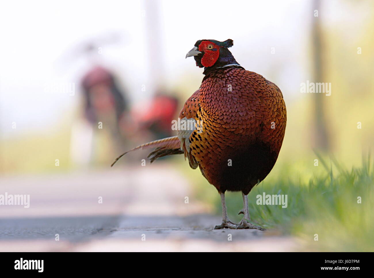 animal bird green birds male iridescent pheasant red animal bird green ...