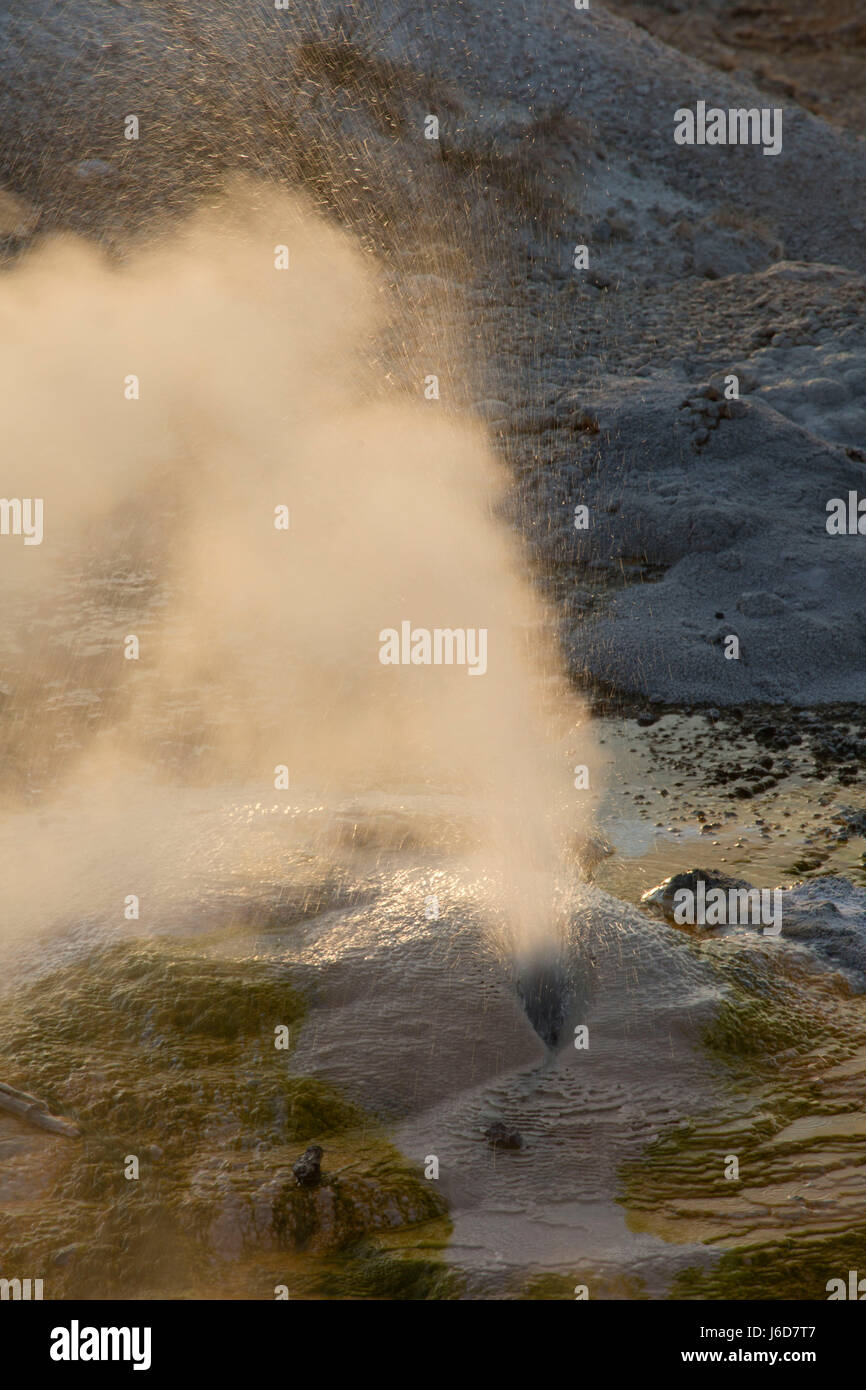 Ledge Geyser at Norris Geyser Basin, Yellowstone National Park, Wyoming ...