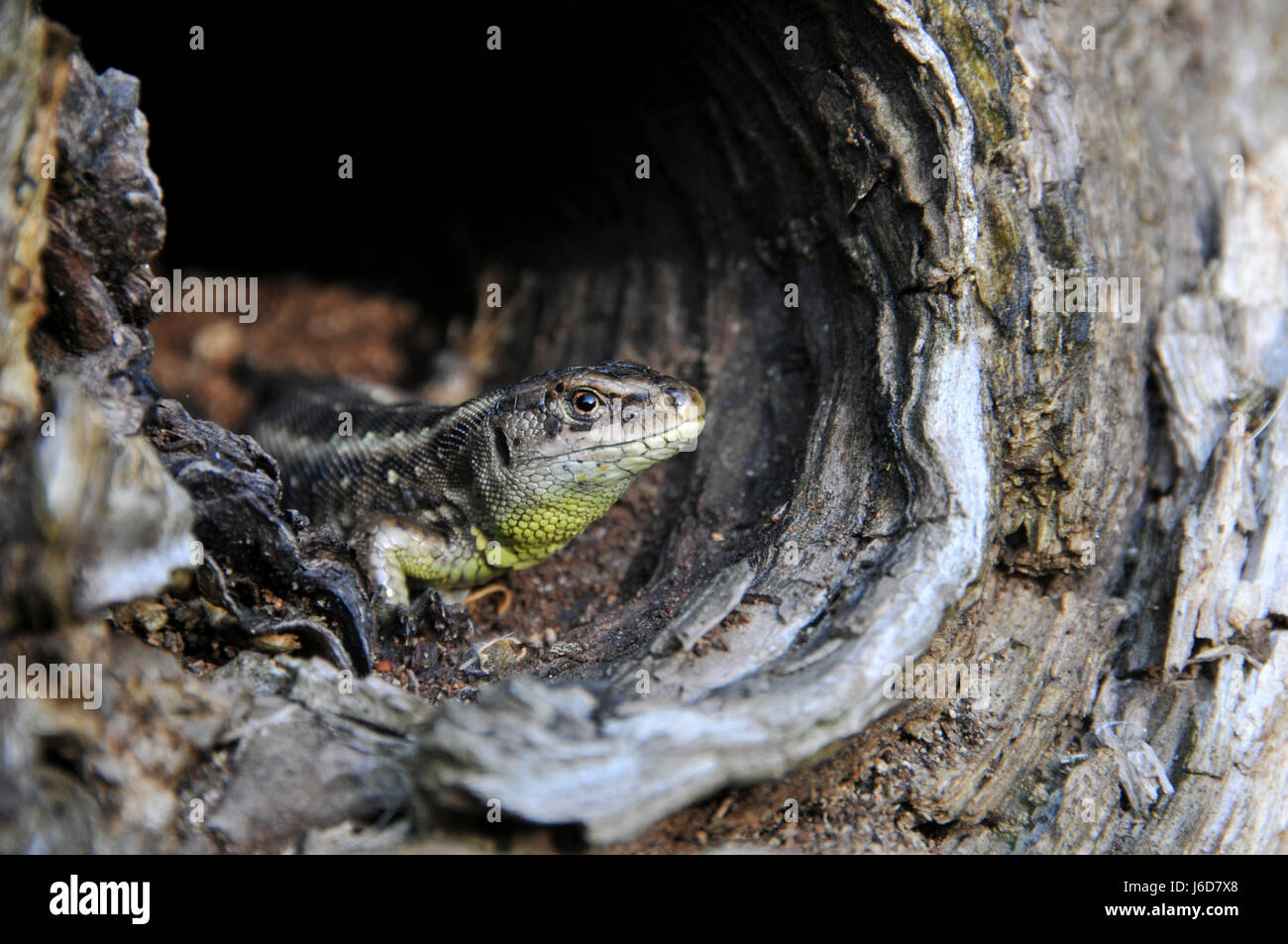 tree animal reptile lizard nature tree animal reptile lizard armour ...