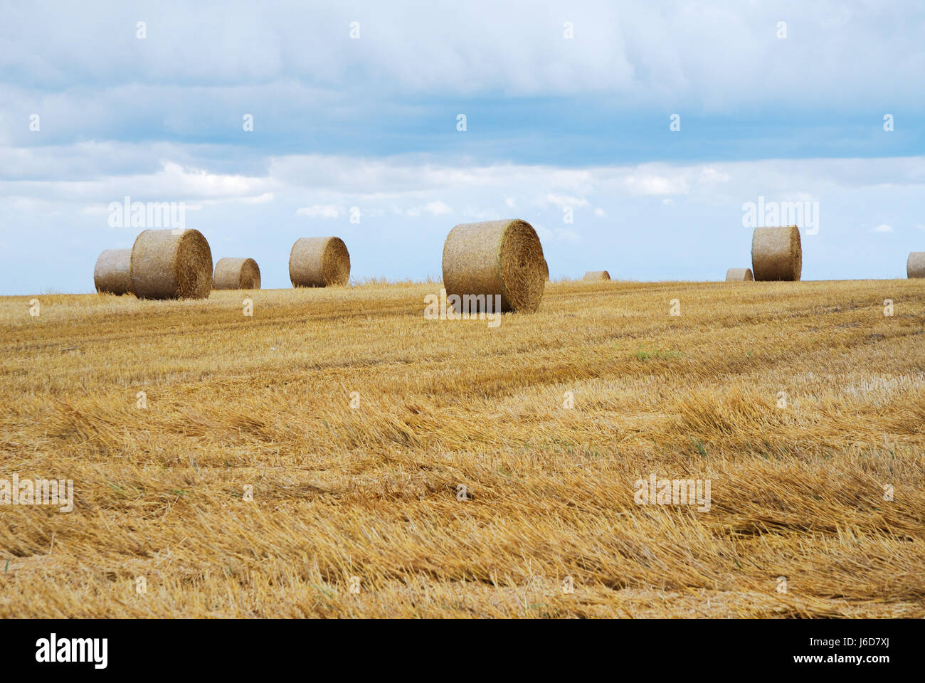 agricultural agriculture farming harvest corn hay mowed agricultural ...