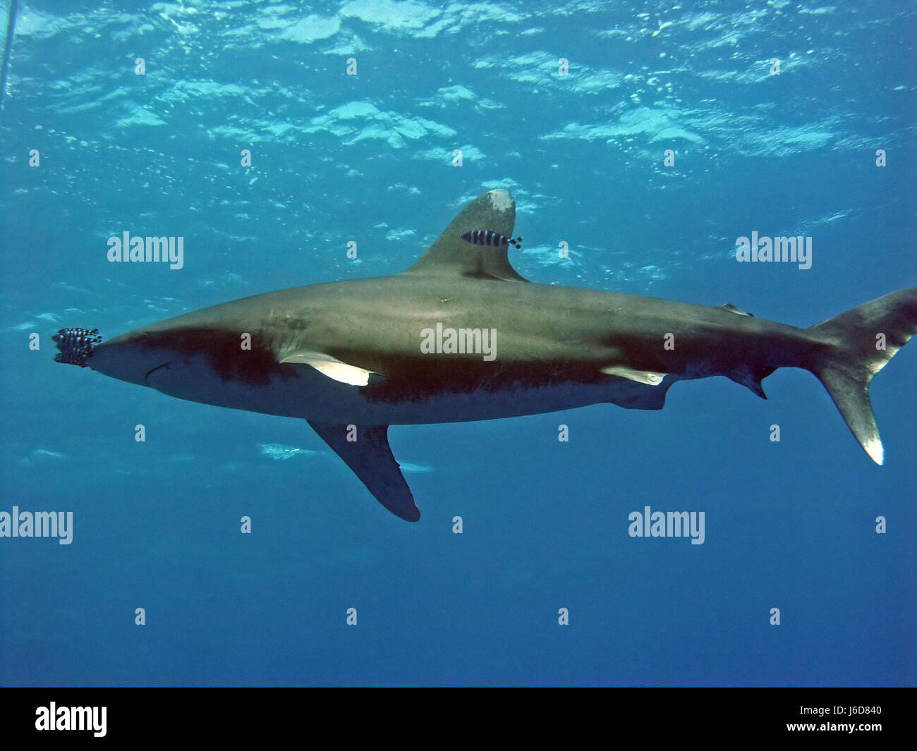 fish underwater predator shark salt water sea ocean water dangerous ...