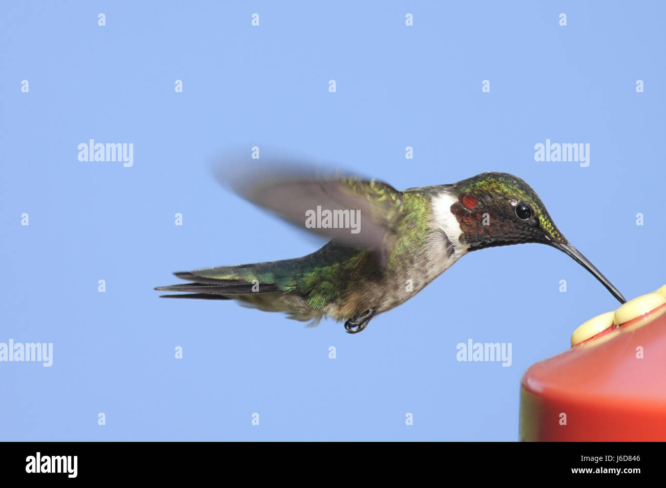 wild birds wildlife hummingbird fly flies flys flying nature blue ...