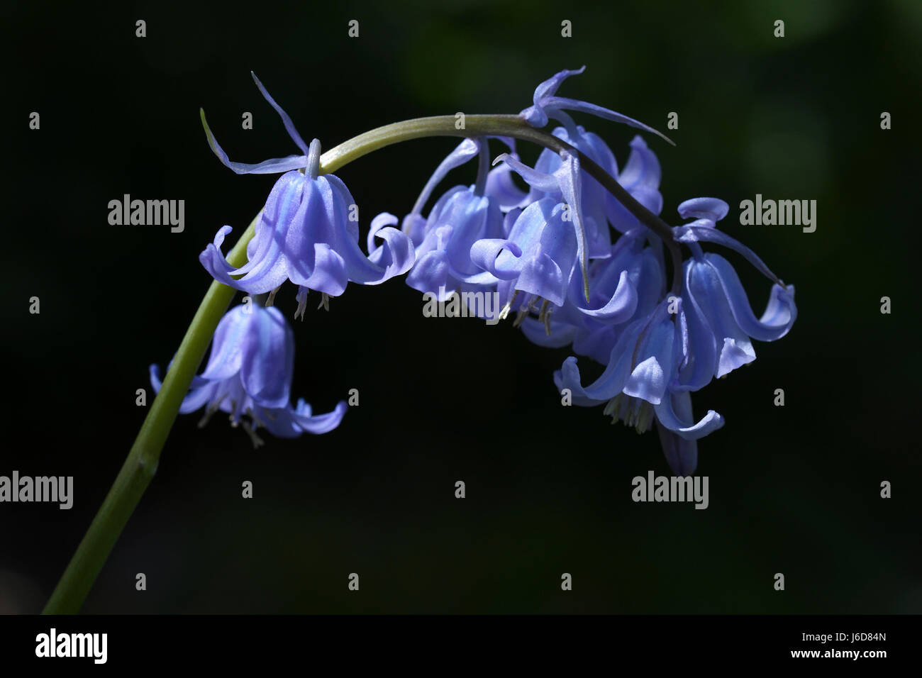 bluebell;hyacinthoides non-scripta;wild hyacinth;struy;highlands ...