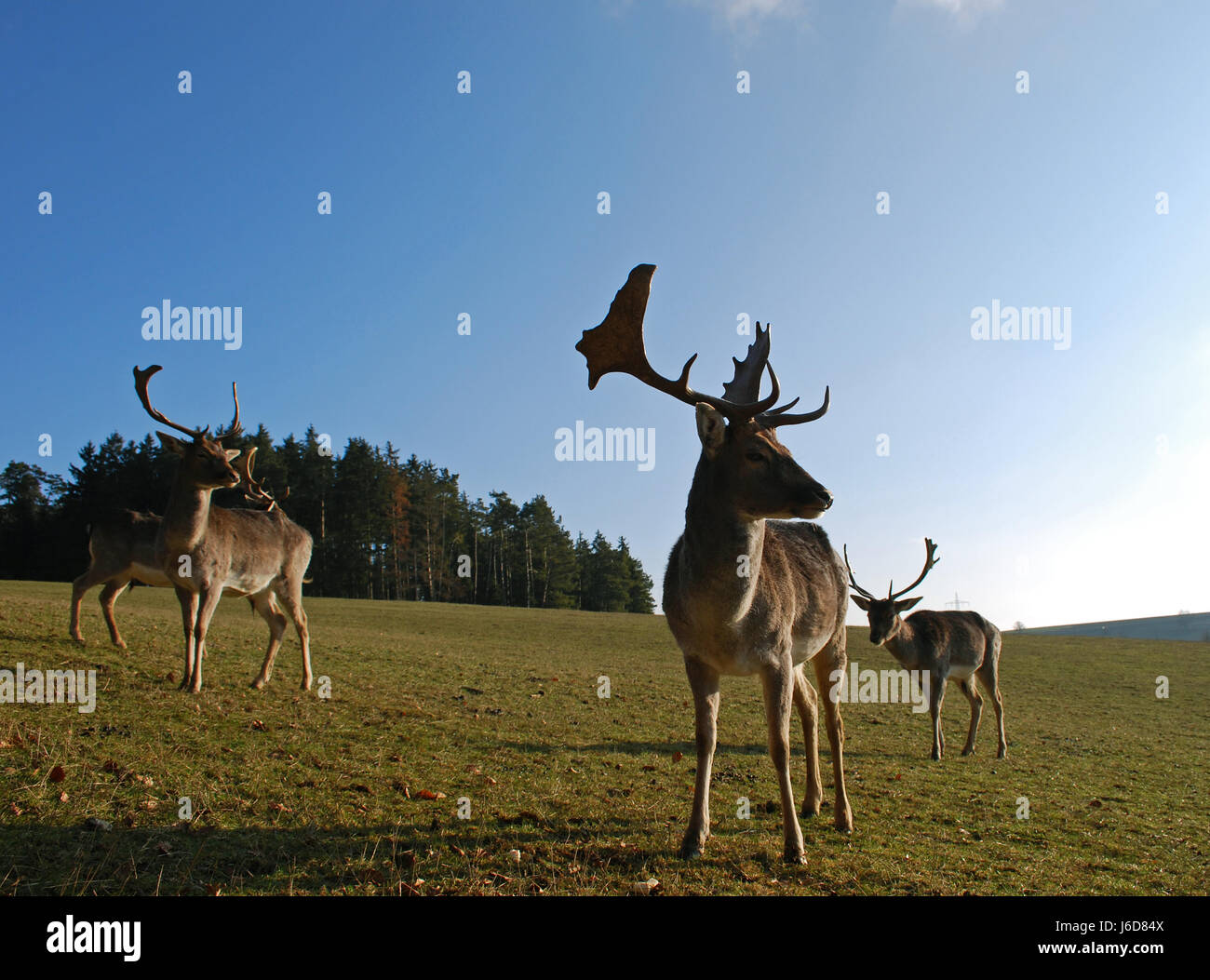 freedom liberty horns roe forest nature hart stag bucolic conservation ...