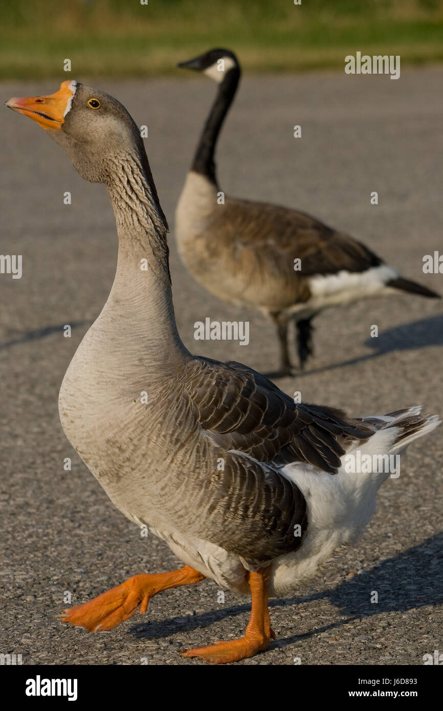 closeup farm geese goose orange food aliment closeup animal bird ...