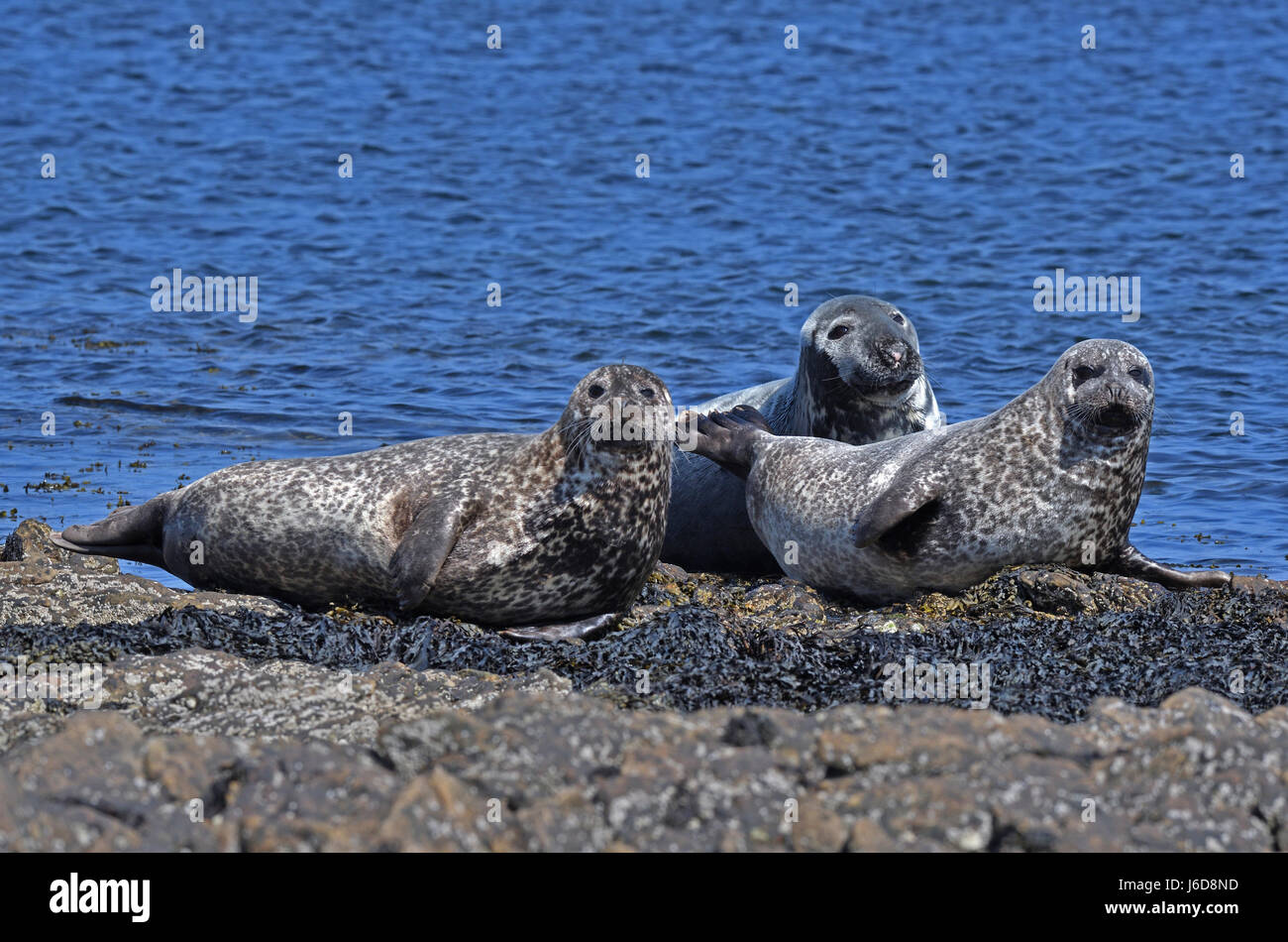 common seal;phoca vitulina;brough bay;caithness;scotland Stock Photo ...