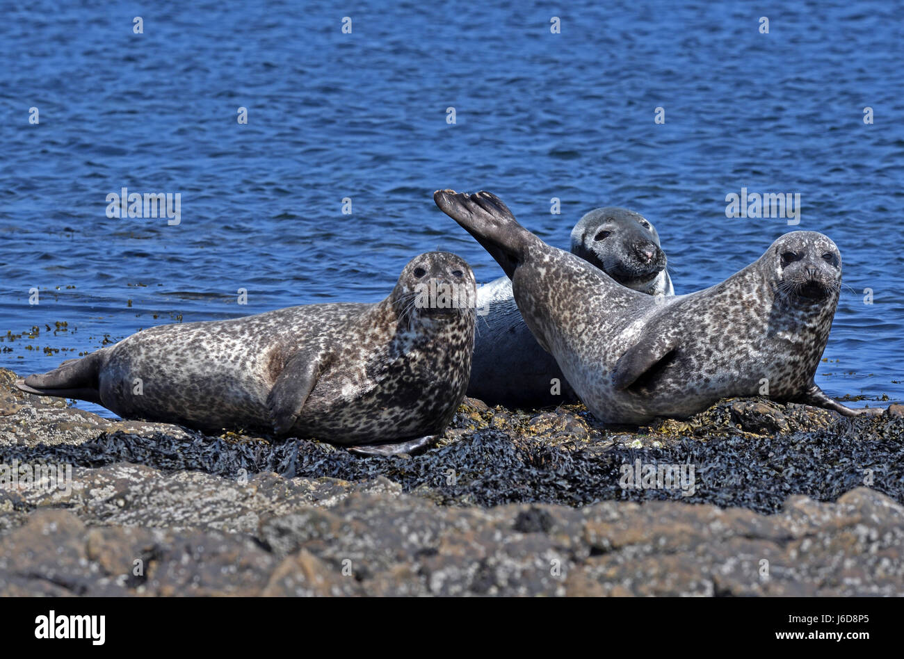 Brough Bay Stock Photos & Brough Bay Stock Images - Alamy