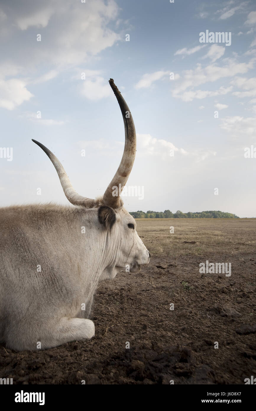 rare cornets bovine hungary farm animal food aliment health bucolic ...