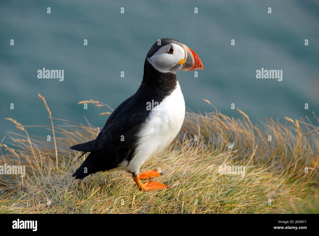 Puffin and perspective hi-res stock photography and images - Alamy
