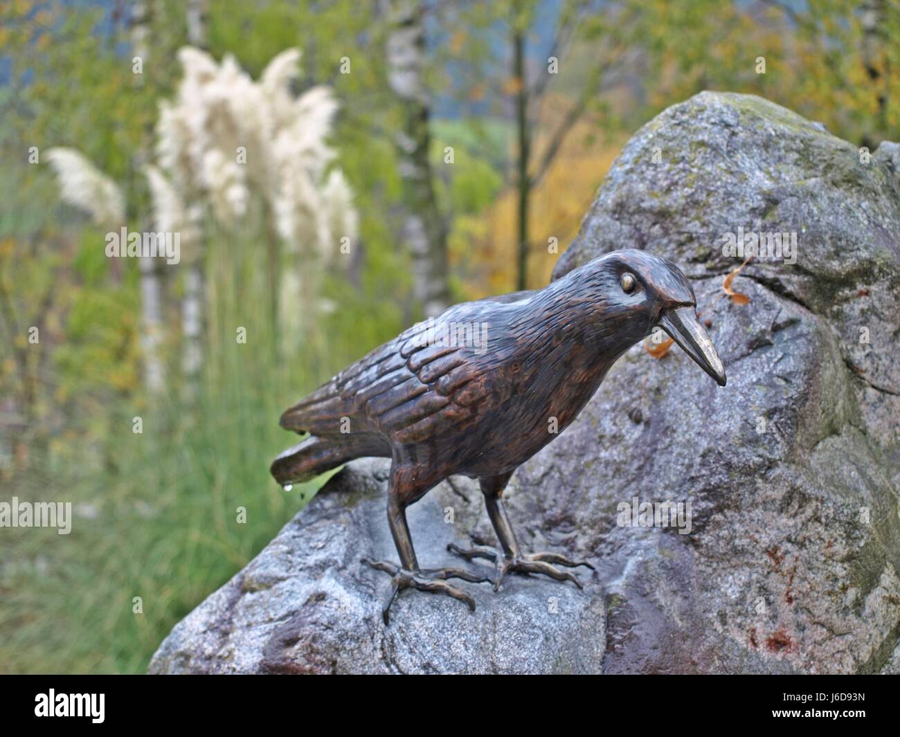 Wet crow hi-res stock photography and images - Alamy