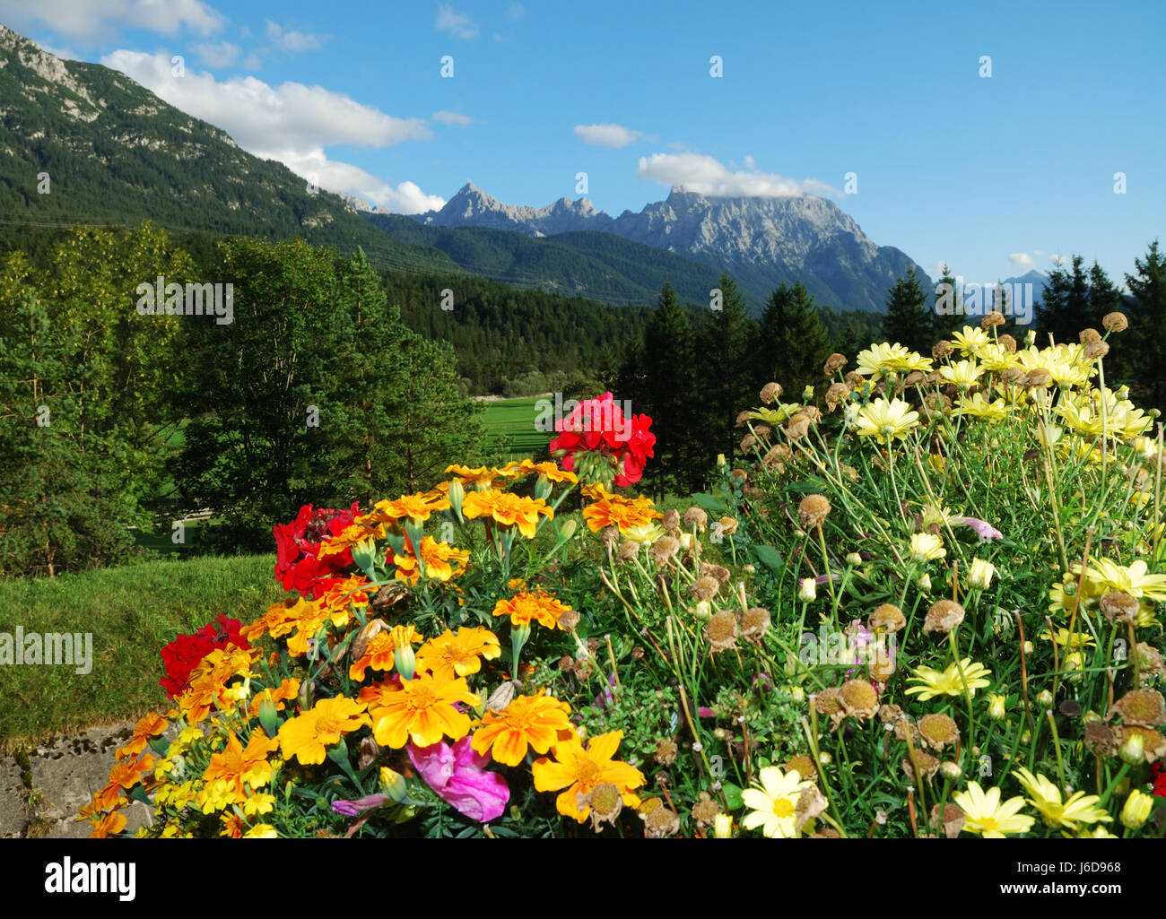 alps flower flowers plant bavaria germany german federal republic ...