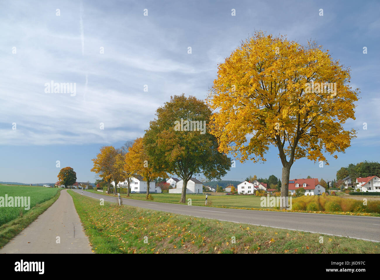 tree trees bavaria road street scenery countryside nature fall autumn ...