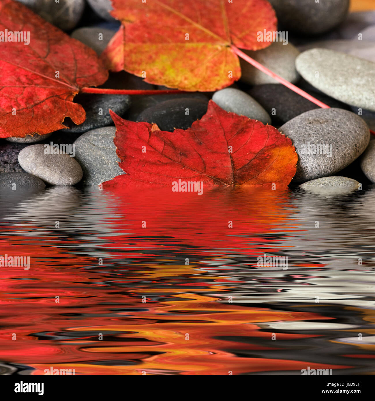 leaf autumnal autumn foliage season red leaves foliage fall autumn leaf ...