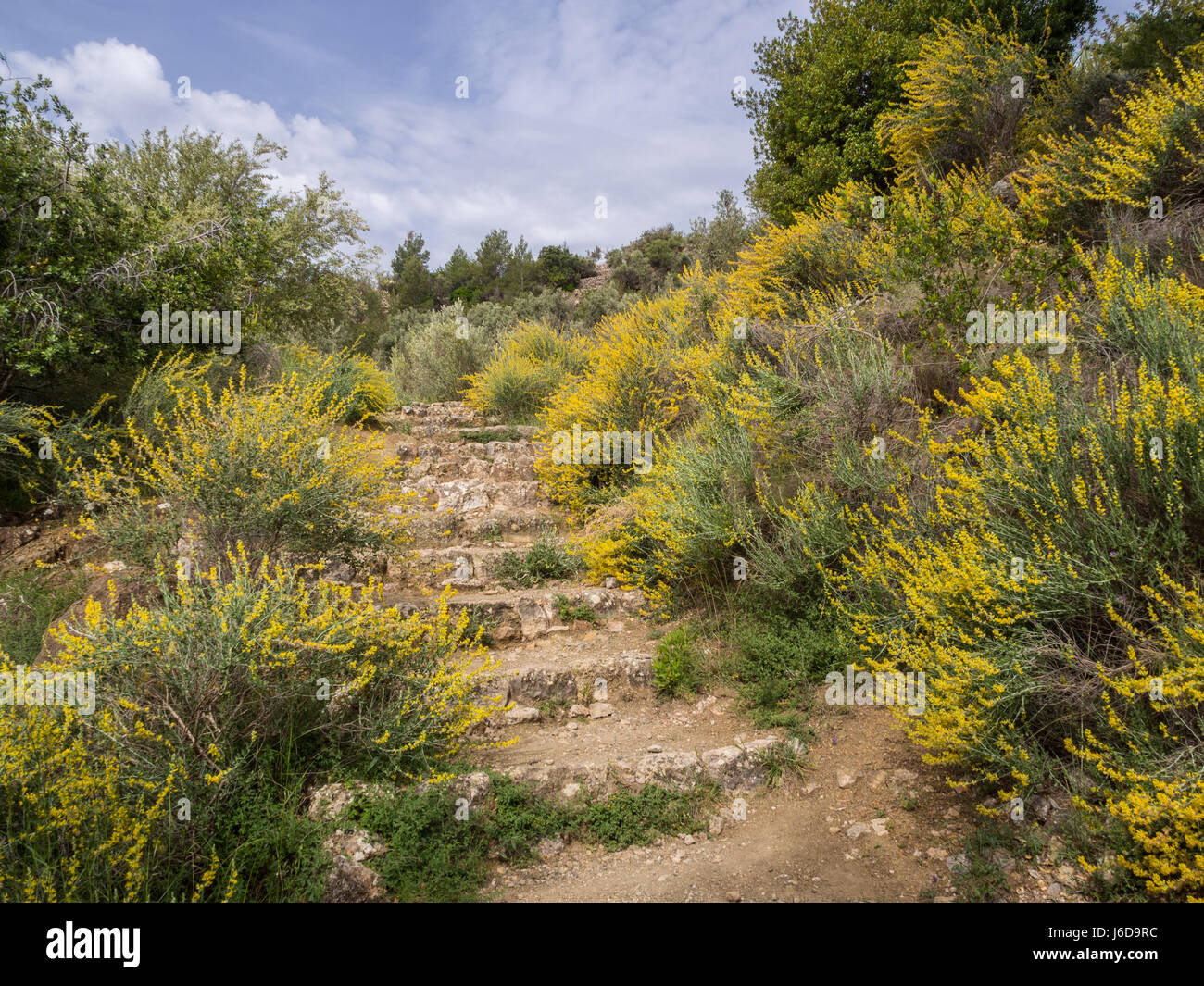 Path lined with wildflowers hi-res stock photography and images - Alamy