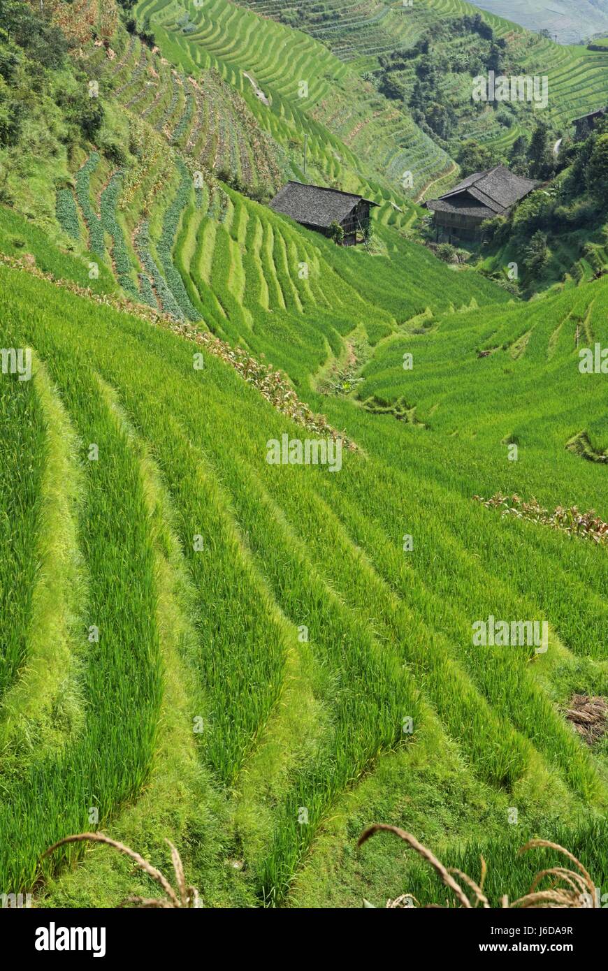 china farm terraces chinese rice asia agriculture farming field summer ...
