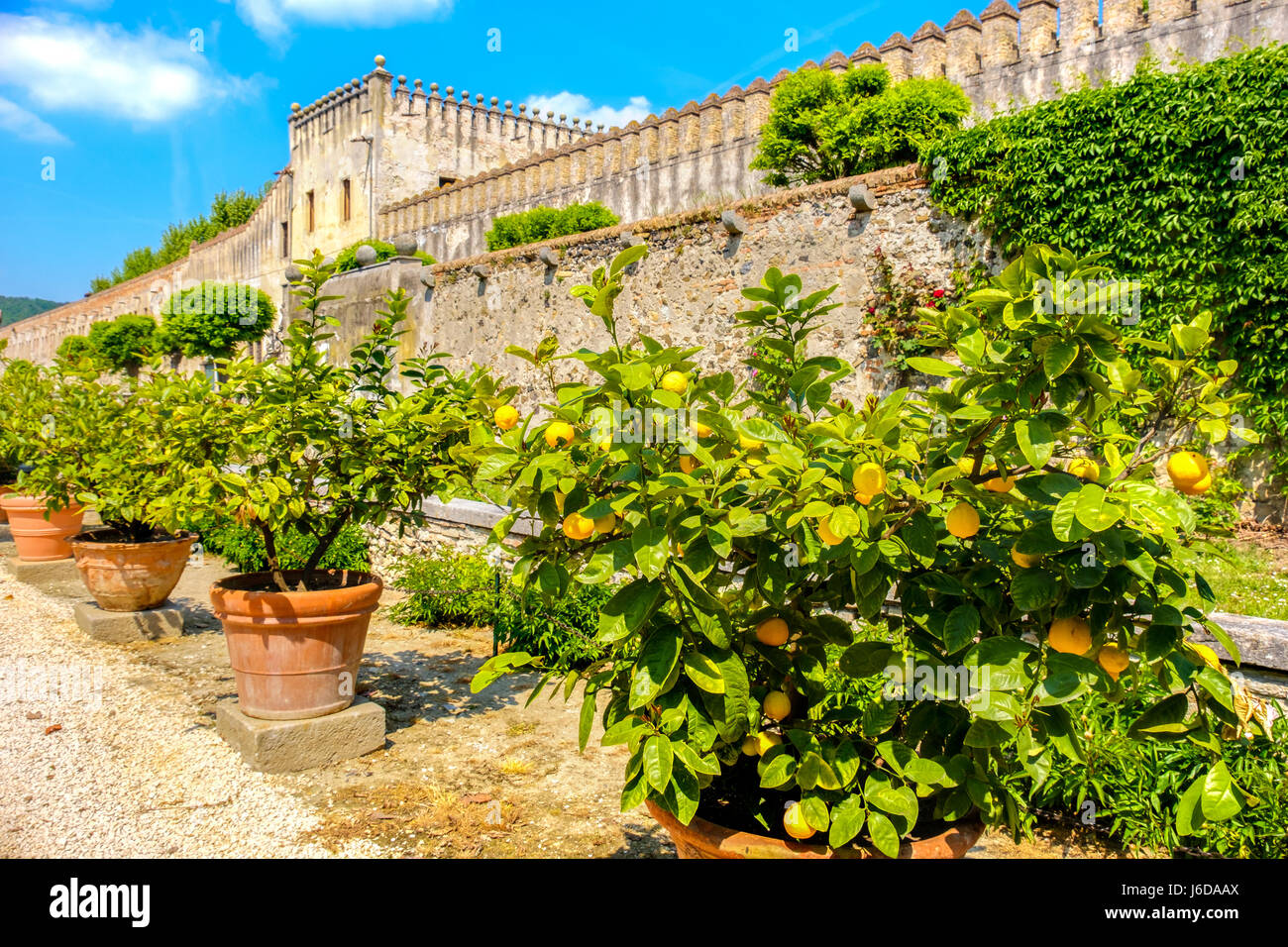lemon plant pot Stock Photo - Alamy