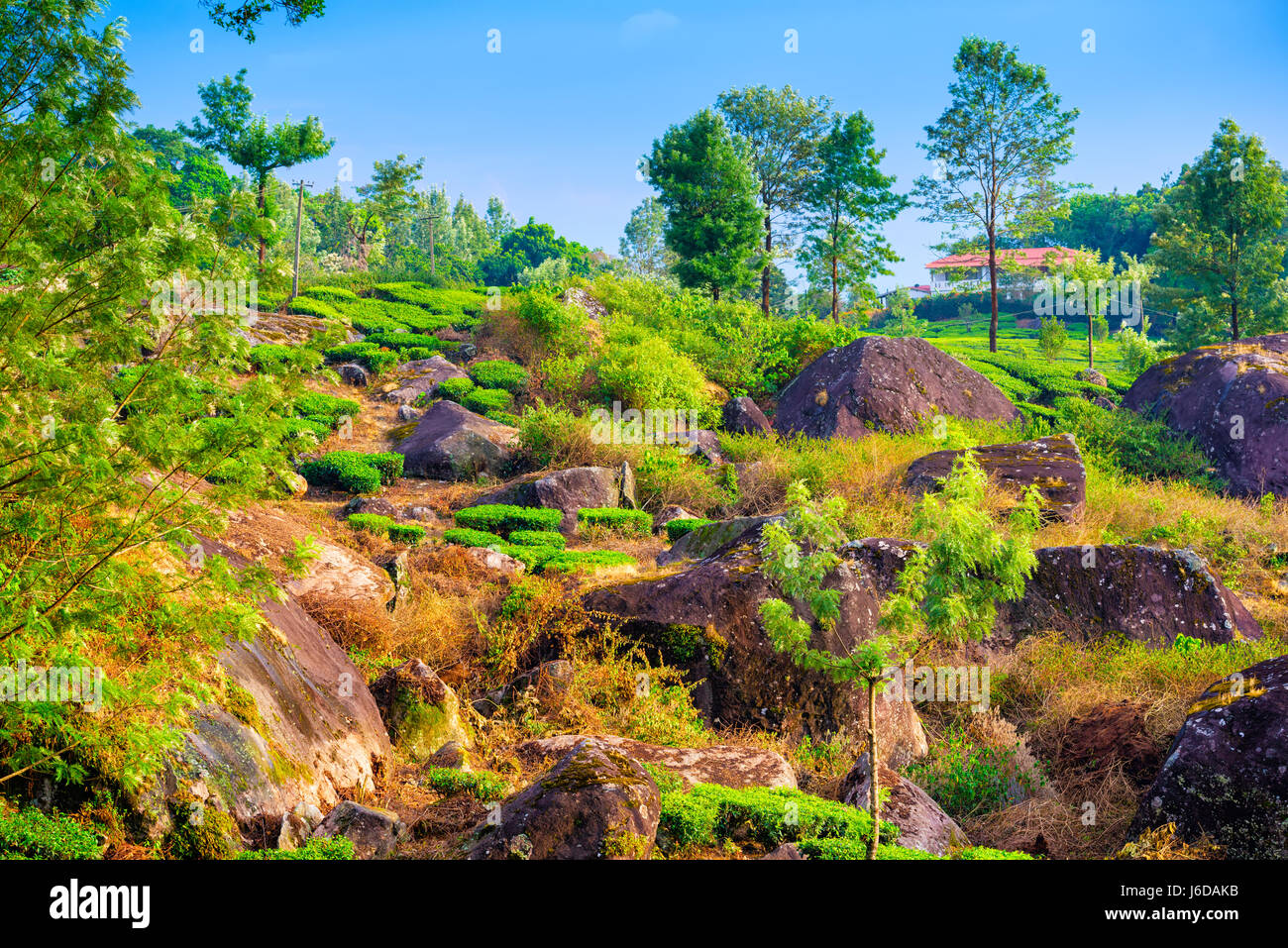 beautiful landscape with green tea plantations and mountain, Munnar ...