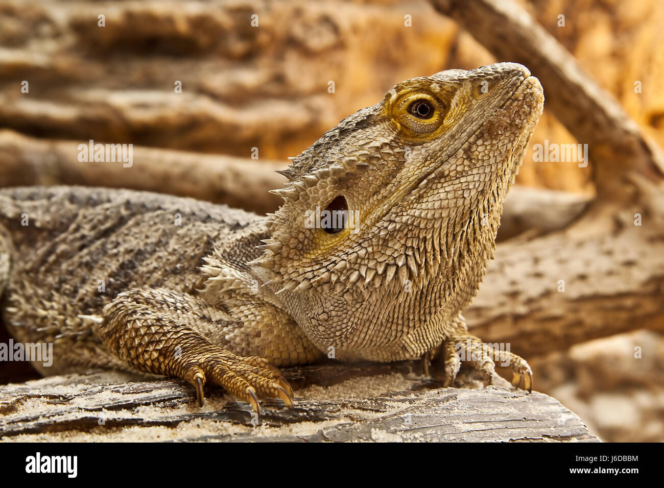 eye organ australia beard eye organ zoo australia beard gecko agamen ...