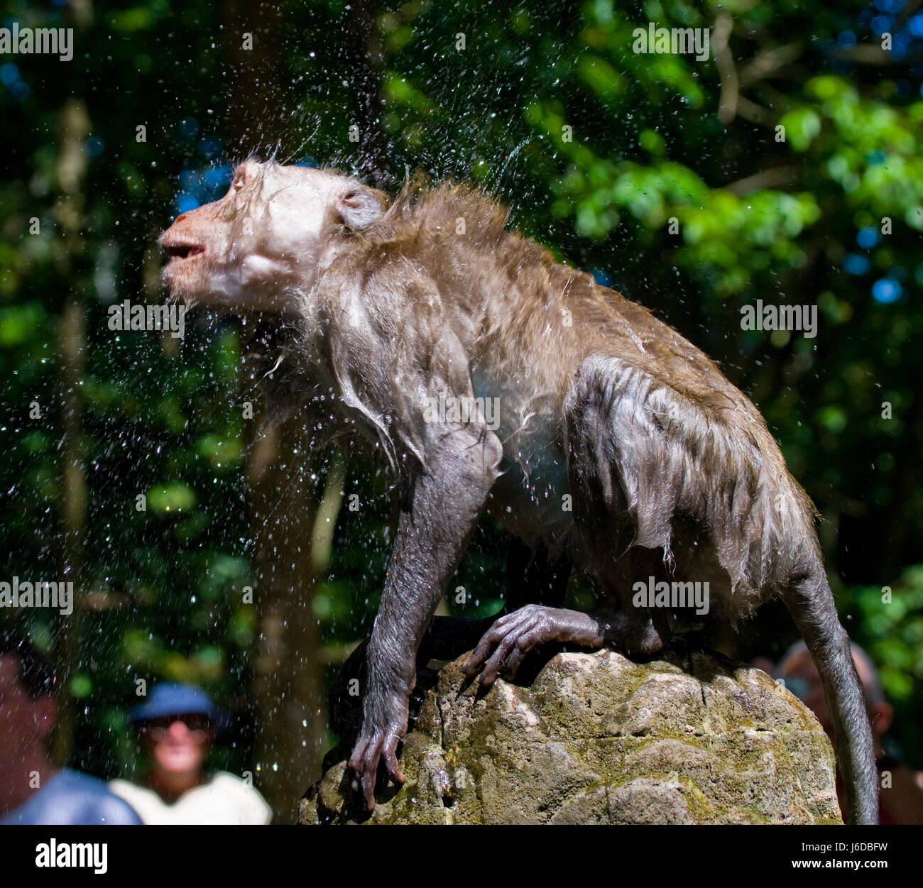 Macaque sitting on stones in the temple. Indonesia. The island of Bali ...