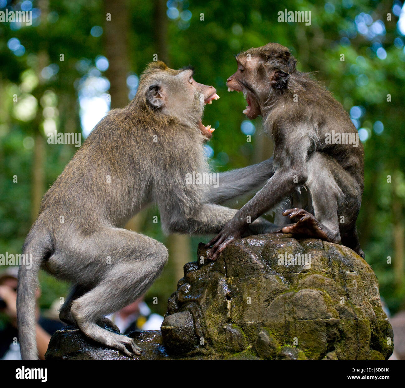 Two macaques play each other in the temple. Indonesia. The island of ...
