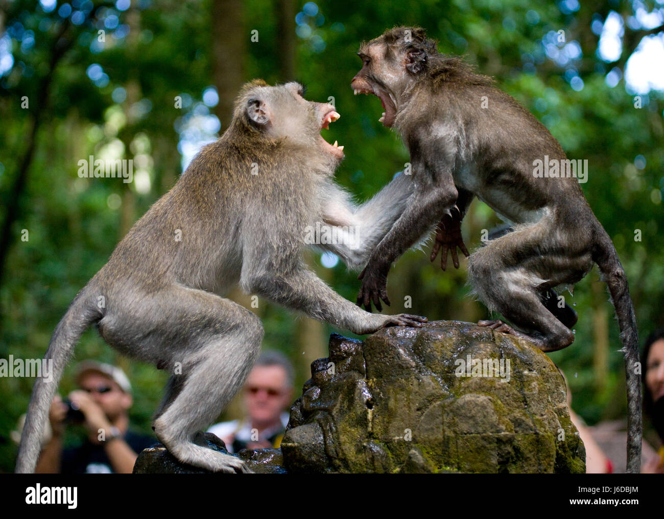 Two macaques play each other in the temple. Indonesia. The island of ...